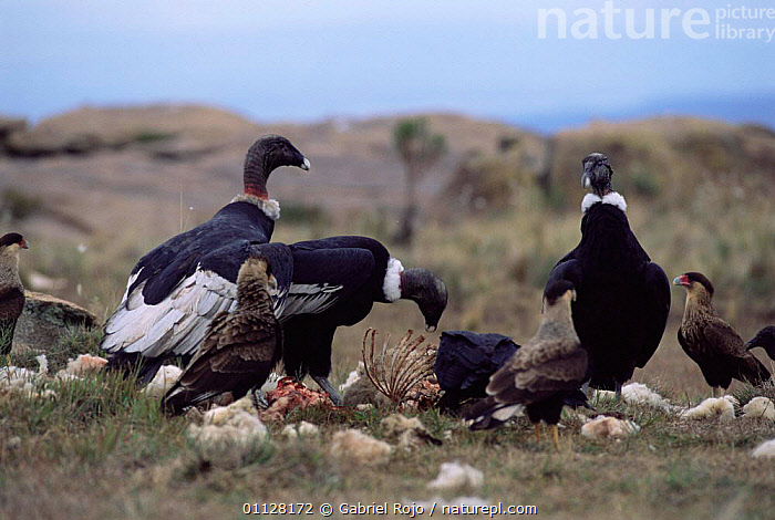 Stock photo of Andean condor feeding on sheep carcass {Vultur gryphus ...
