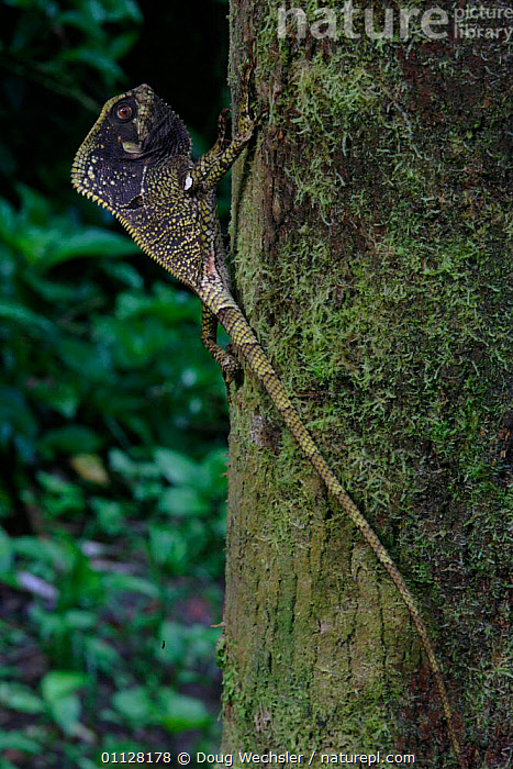 Stock photo of Helmeted lizard {Corytophanes cristatus} Panama ...