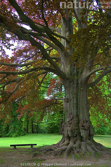 Stock photo of European beech tree in park {Fagus sylvatica} with bench ...