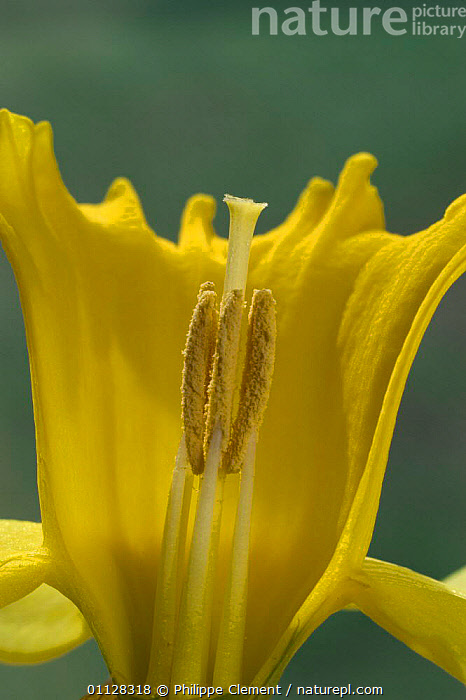 Stock photo of Cross section of Wild daffodil flower {Narcissus ...
