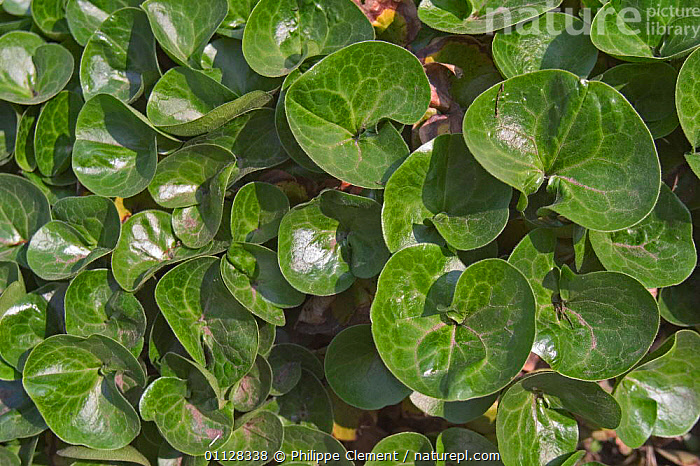 Stock photo of European ginger leaves {Asarum europaeum} France ...