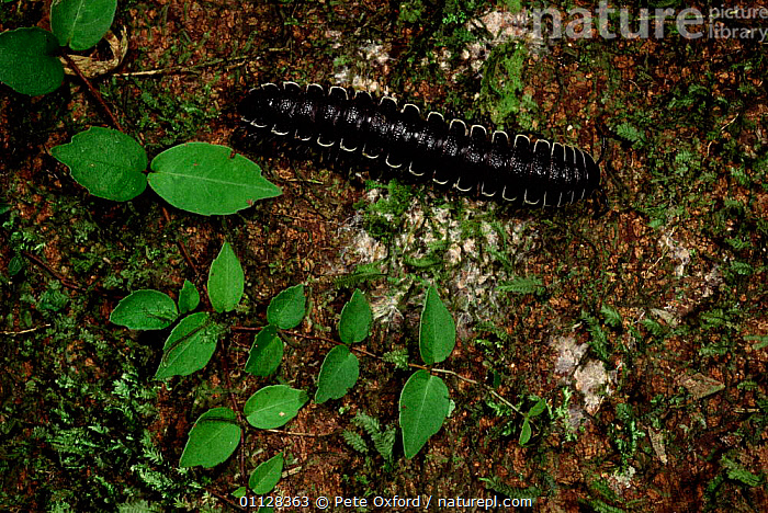 Stock photo of Millipede {Polydesmida sp} Amazonia, Ecuador. Available ...