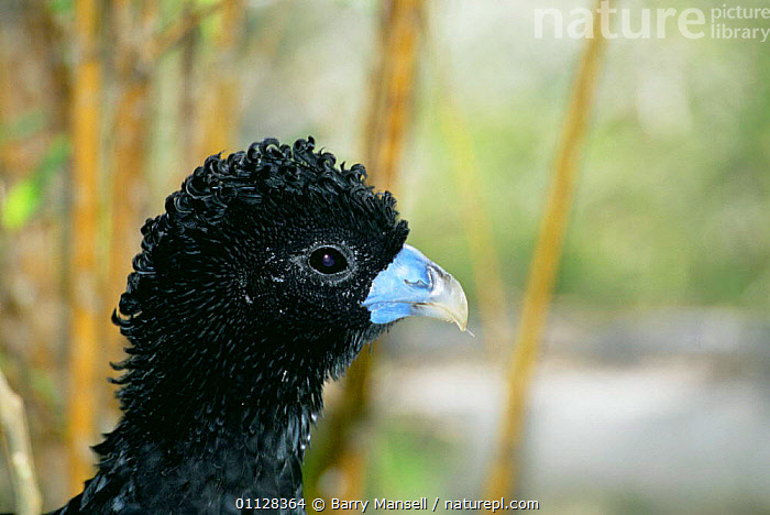 Stock photo of Blue billed curassow {Crax alberti} South America ...