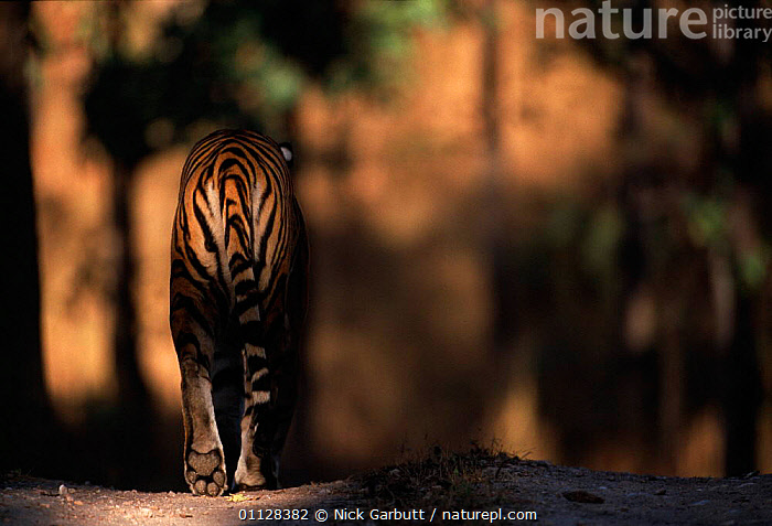 Stock photo of Rear view of male Bengal tiger walking {Panthera tigris ...