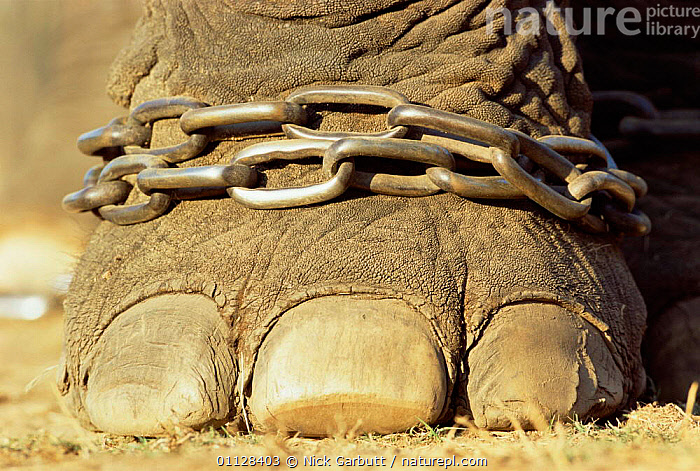 Stock photo of Close up of chained foot of Indian elephant {Elephas ...