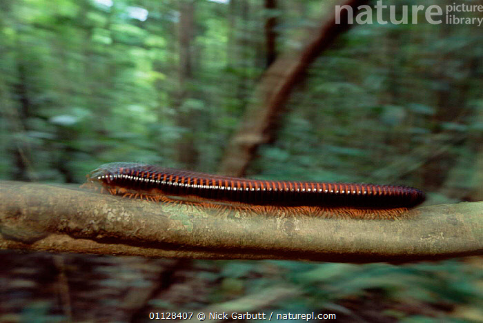 Stock photo of Giant millipede moving {Spirostreptus sp} Masoala NP ...