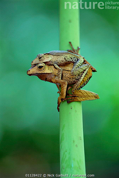 Stock photo of Bornean eared frogs mating {Polypedates otilophus} Danum ...