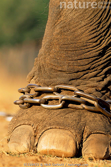 Stock photo of Close up of chained foot of Indian elephant {Elephas ...