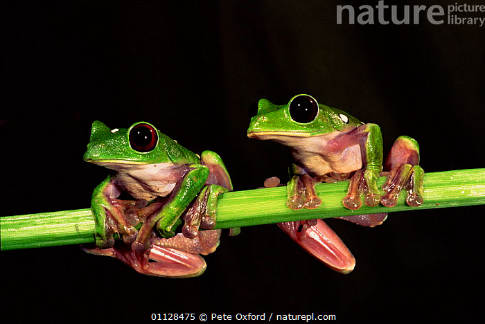 Stock photo of Maroon eyed leaf frogs {Agalychnis litodryas} Esmeraldas ...