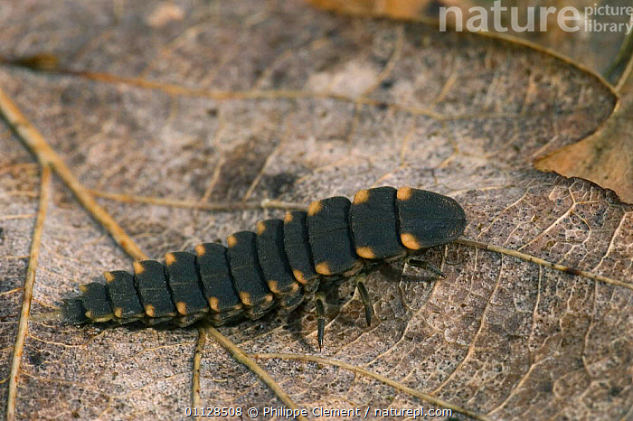 Stock photo of Glow worm {Lampyris noctiluca} France. Available for ...