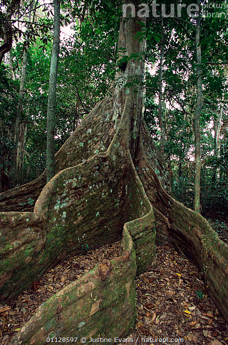 Stock photo of Buttress roots of Nakatambol tree {Dracontomelon ...