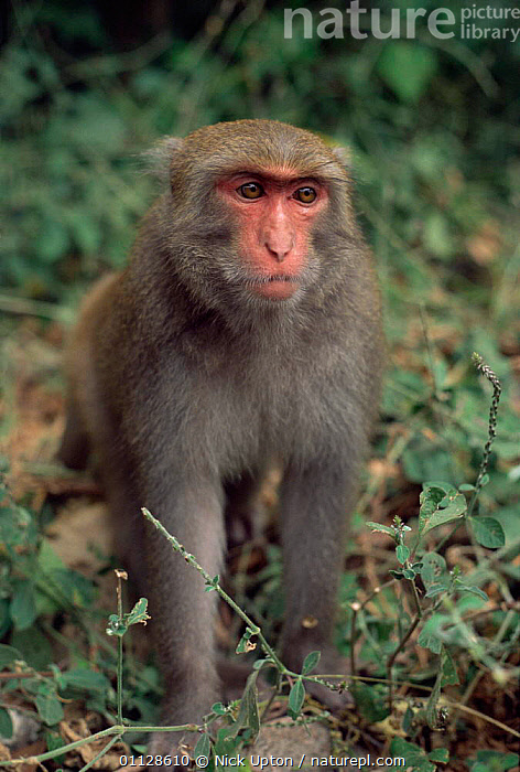 Stock photo of Formosan macaque {Macaca cyclopis} Taiwan.. Available ...