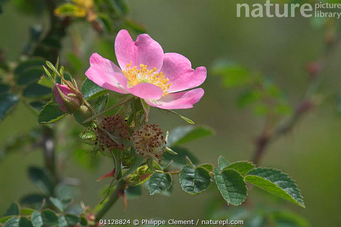 Stock photo of Sweet briar rose {Rosa rubiginosa} Belgium. Available ...