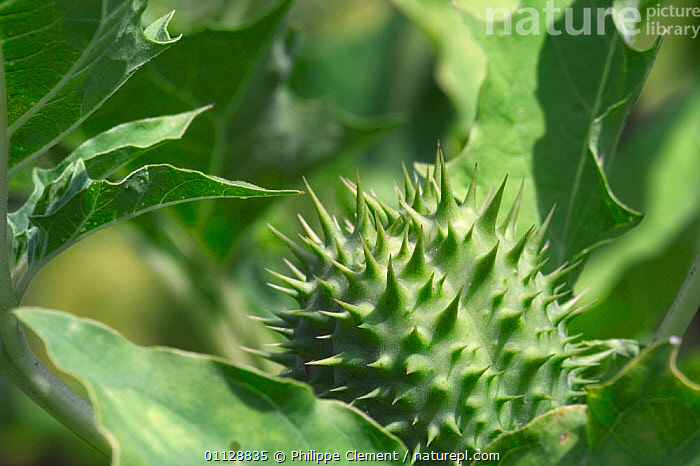 Stock photo of Thornapple fruit {Datura stramonium} Belgium. Available ...