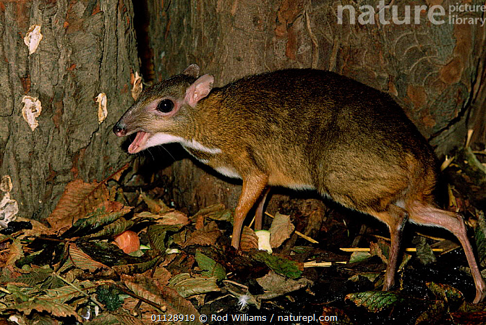 Stock photo of Female Lesser malay mouse deer / Chevrotain {Tragulus ...