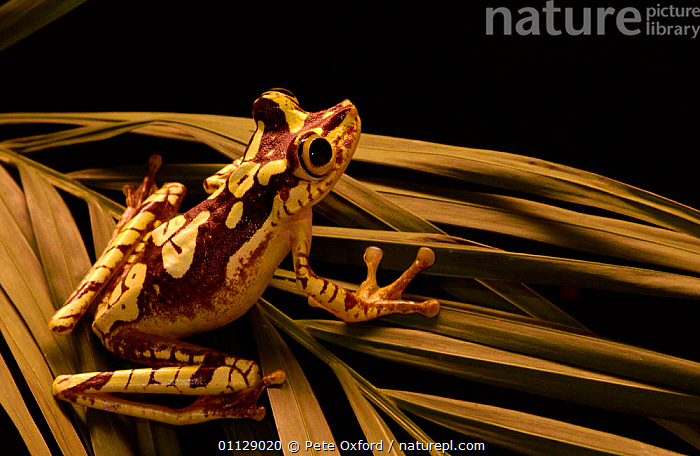 Stock photo of Chachi tree frog {Hyla picturata} Choco forest, Ecuador ...