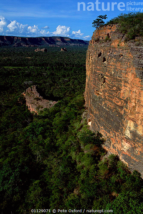 Stock photo of Macaw and Parrot nest site on cliff, Caatinga habitat ...