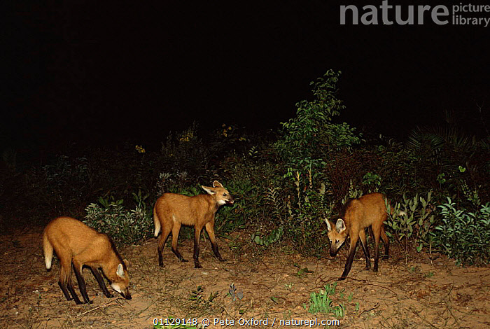 Stock photo of Maned wolves interacting {Chrysocyon brachyurus} Cerrado ...