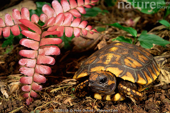 Stock photo of Yellow foot tortoise baby showing egg tooth {Geochelone ...