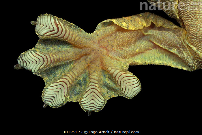 Stock photo of Close up webbed foot of Kuhl's gecko {Ptychozoon kuhli ...