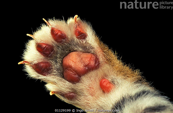 Stock photo of Close up of foot pad of Siberian tiger {Panthera tigris ...