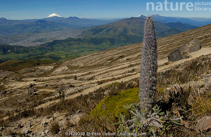 Stock photo of Andean lupin {Lupinus sp} growing on hillside above ...