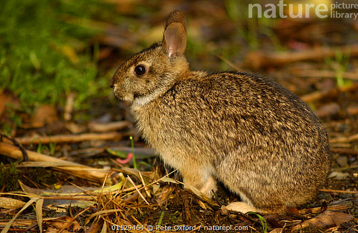 Stock photo of Brazilian rabbit {Sylvilagus brasiliensis} Podocarpus NP ...