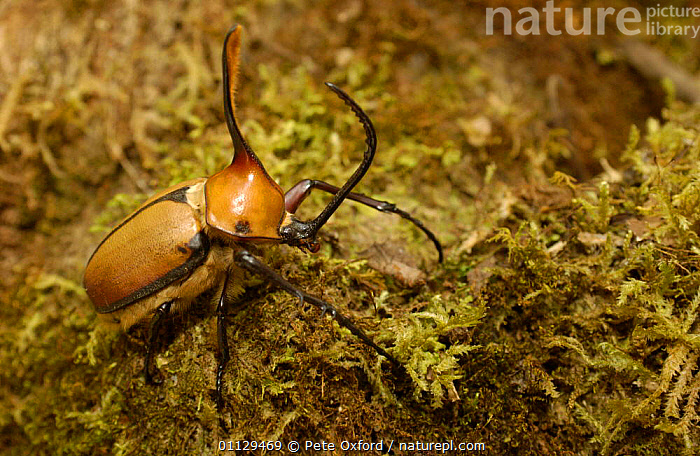 Stock photo of Male Horned scarab / Caliper beetle {Golofa porteri ...
