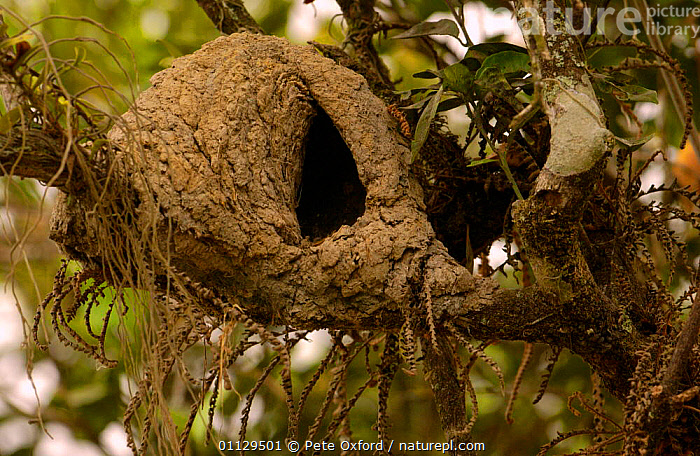 Stock photo of Nest of Pacific hornero {Furnarius cinneamomeus ...