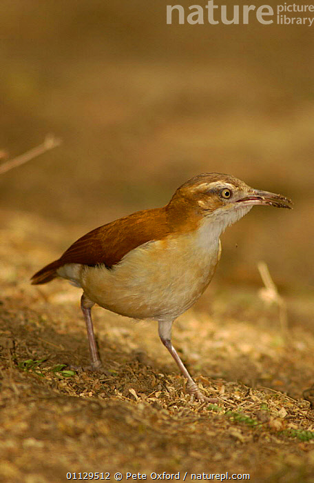 Stock photo of Pacific hornero {Furnarius cinneamomeus} Machalilla NP ...