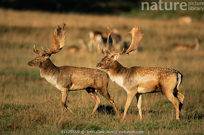 Stock photo of Fallow deer bucks in rut {Dama dama} UK.. Available for ...
