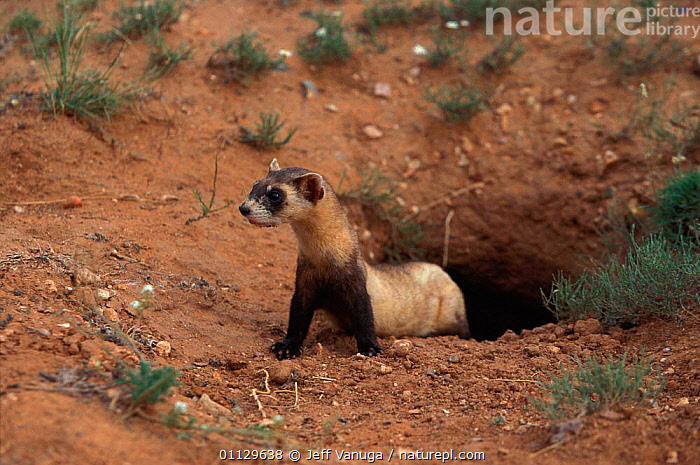 Stock photo of Black-footed ferret emerging from Prairie dog burrow ...