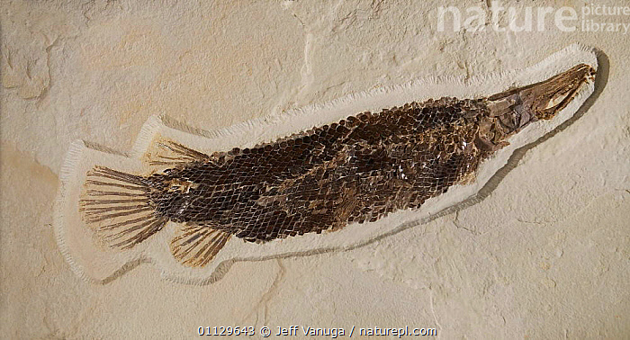 Stock photo of Gar fish fossil, eocene period, Leptisosteus simplex ...