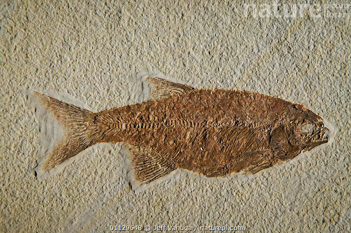 Stock photo of Fish fossil from Eocene perioEohiedon falcatus - Fossil ...