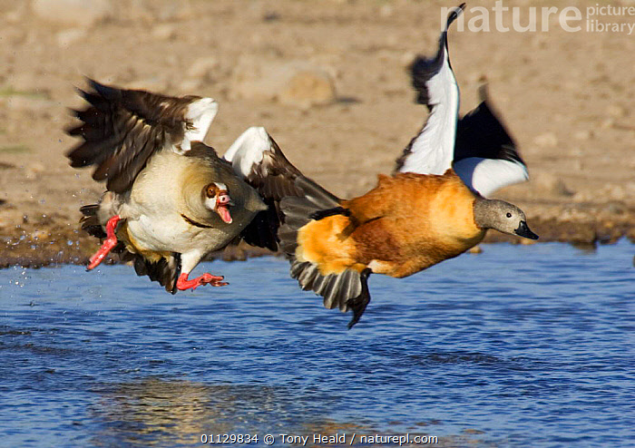 Stock photo of Egyptian goose seeing off male South african shelduck ...