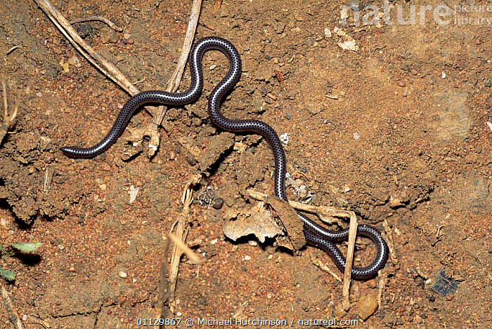 Stock photo of Thread snake {Leptotyphlops sp} Kruger NP, South Africa ...