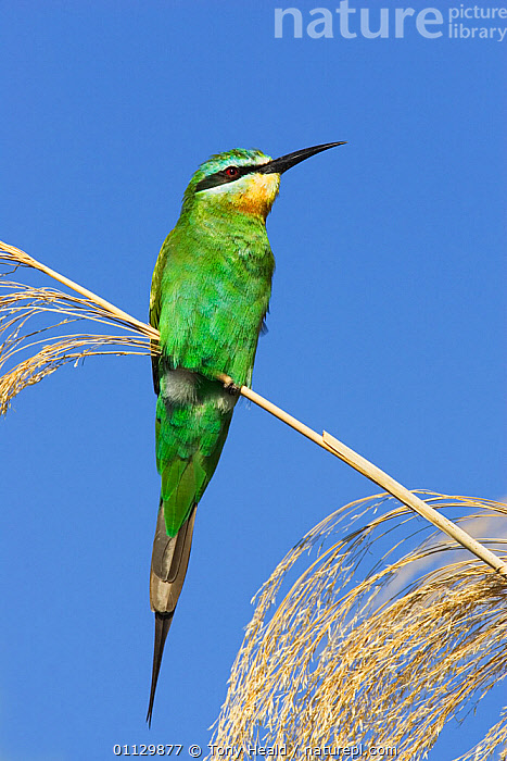 Stock photo of RF- Blue cheeked bee-eater (Merops persicus). Chobe ...