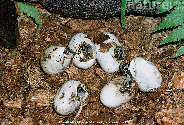 Stock photo of Eastern hog nosed snakes hatching from eggs {Heterodon ...