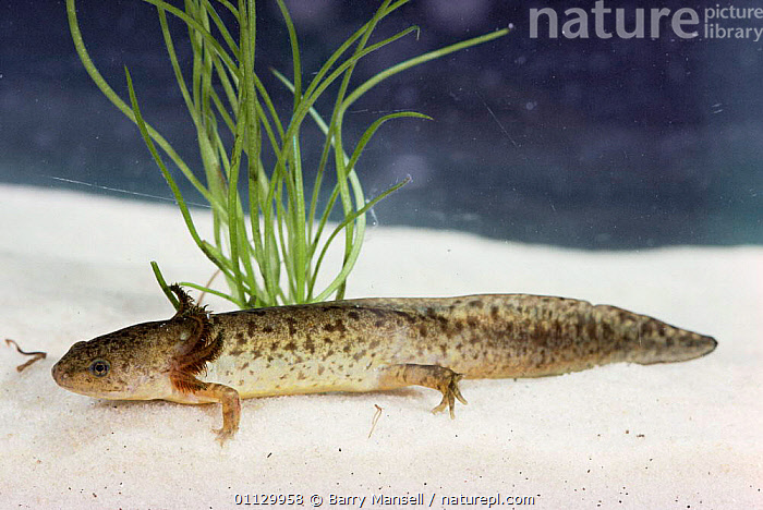 Stock photo of Mole salamander larva {Ambystoma talpoideum}. Available ...