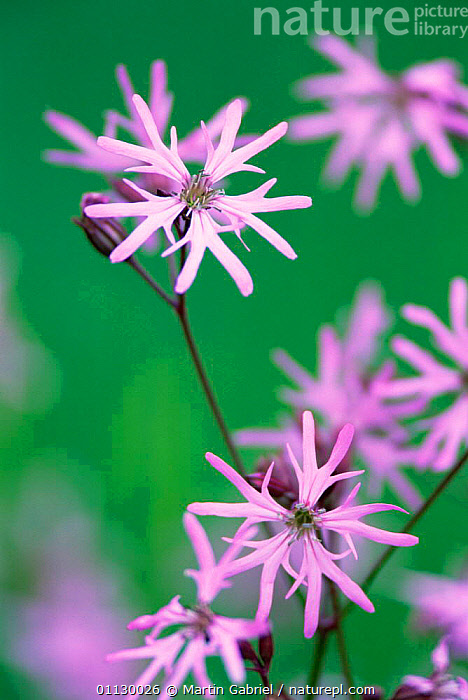 Stock photo of Ragged robin flowers {Silene flos-cuculi} Germany ...