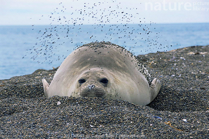 Stock photo of Southern elephant seal digging into beach {Mirounga ...