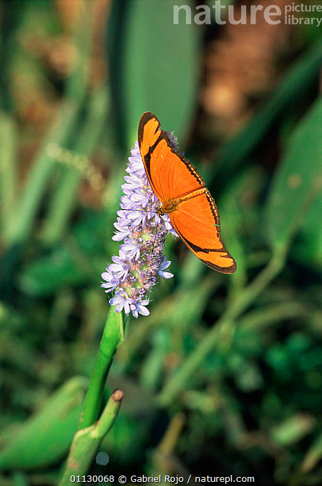 Stock photo of Flambeau butterfly on flower {Dryas iulia} Ibera marshes ...