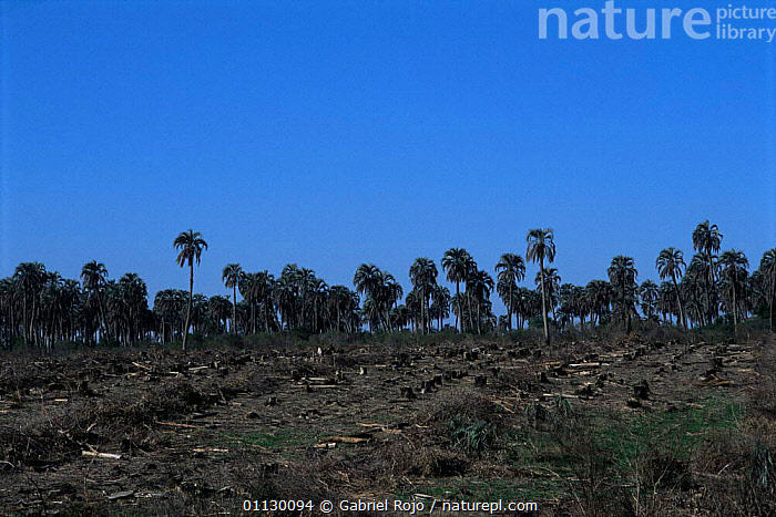 Stock photo of Deforestation of palm forest {Syagrus yatay} Entre Rios ...