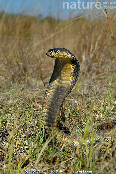 Stock photo of Snouted cobra defense display with hood spread {Naja ...