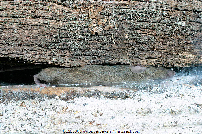 Stock photo of House mouse moves along underground tunnel {Mus musculus ...