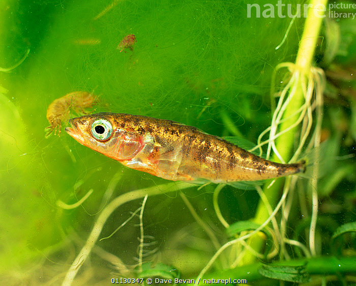 Stock photo of Three spined stickleback {Gasterosteus aculeatus} with ...