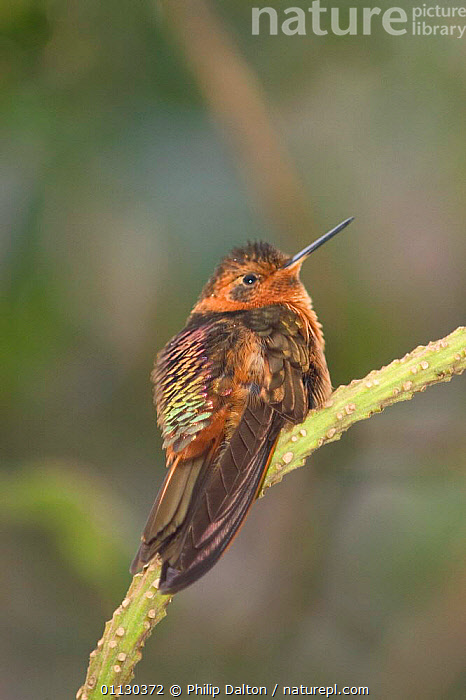 Stock photo of Shining sunbeam {Aglaeactis cupripennis} Ecuador ...