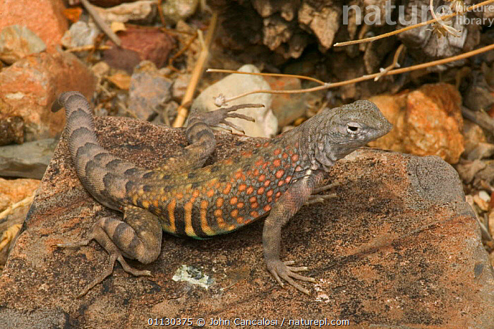 Stock photo of Greater earless lizard, male in breeding colours ...