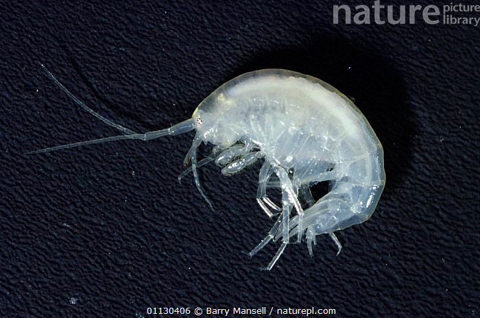Stock photo of Cave amphipod {Crangonyx grandimanus} Florida, USA ...
