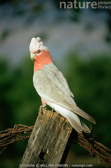 Female Cockatoo